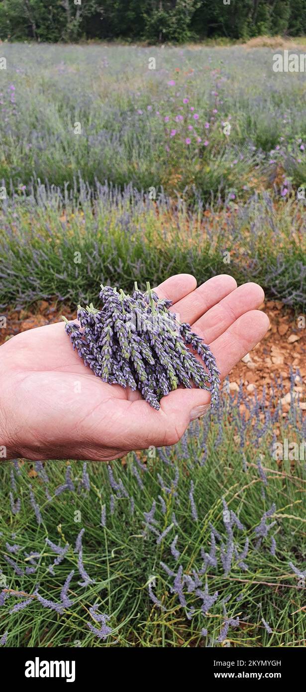 freshly picked lavender flowers Stock Photo - Alamy