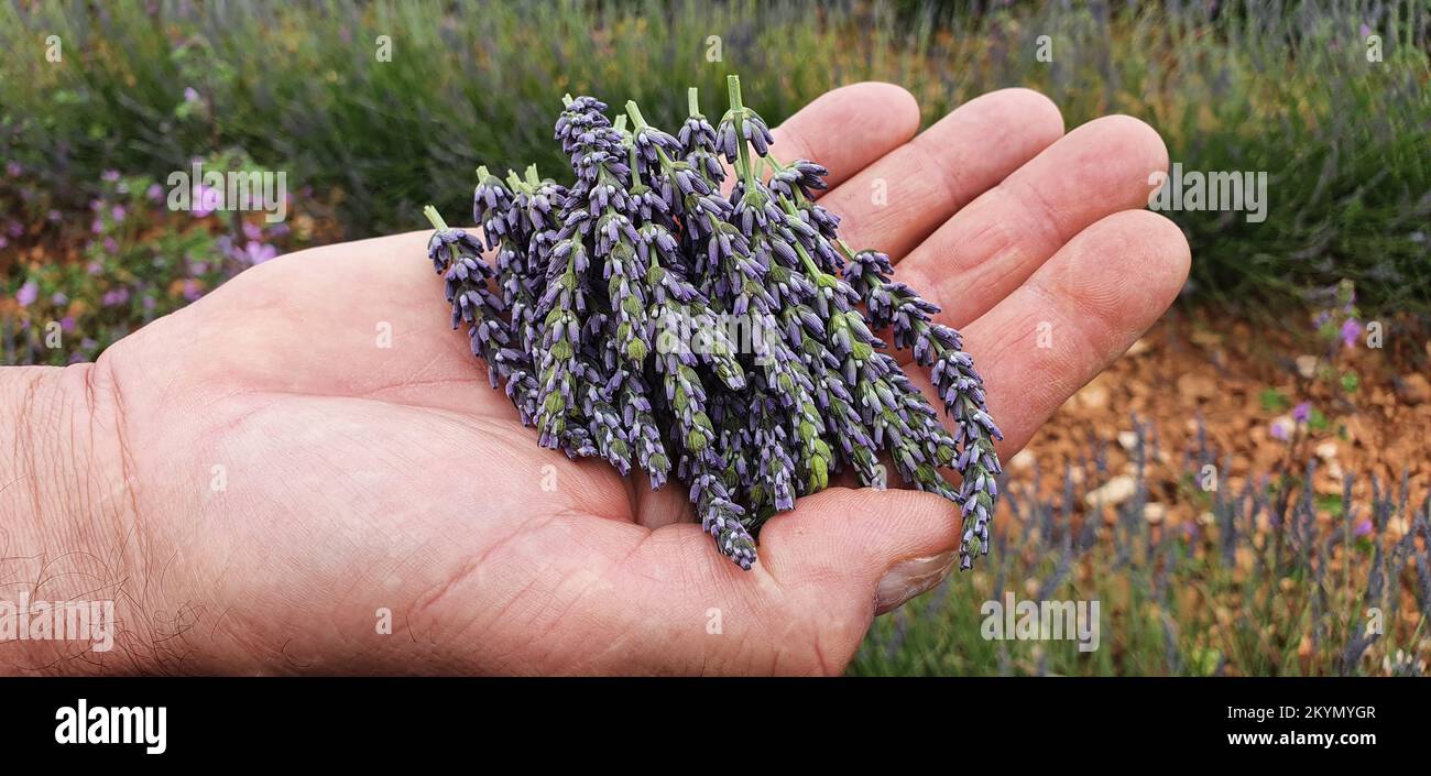 Hand picked garden flowers hi-res stock photography and images - Alamy