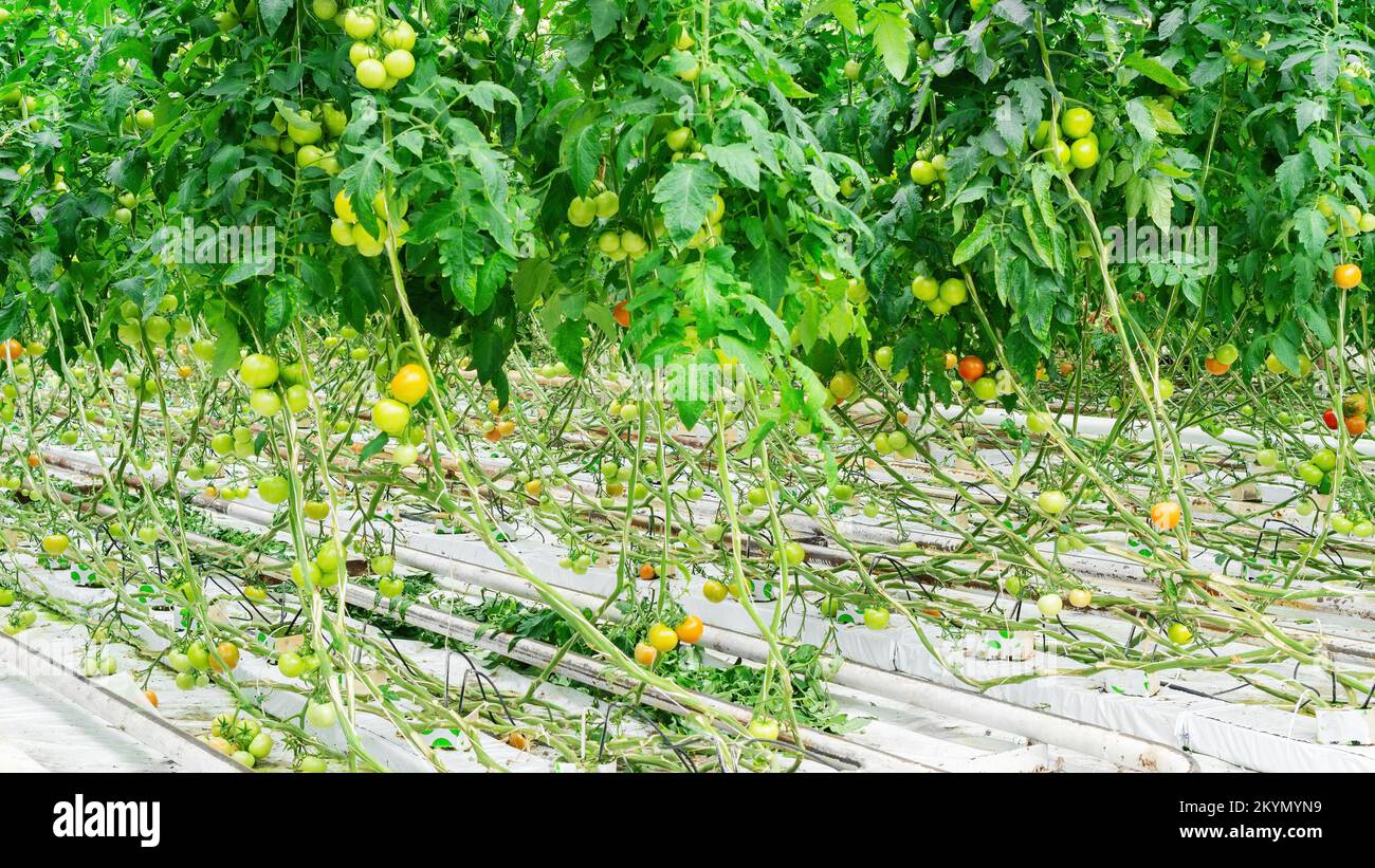 Pinched tomato stems with fruits. Growing tomatoes using hydroponics ...