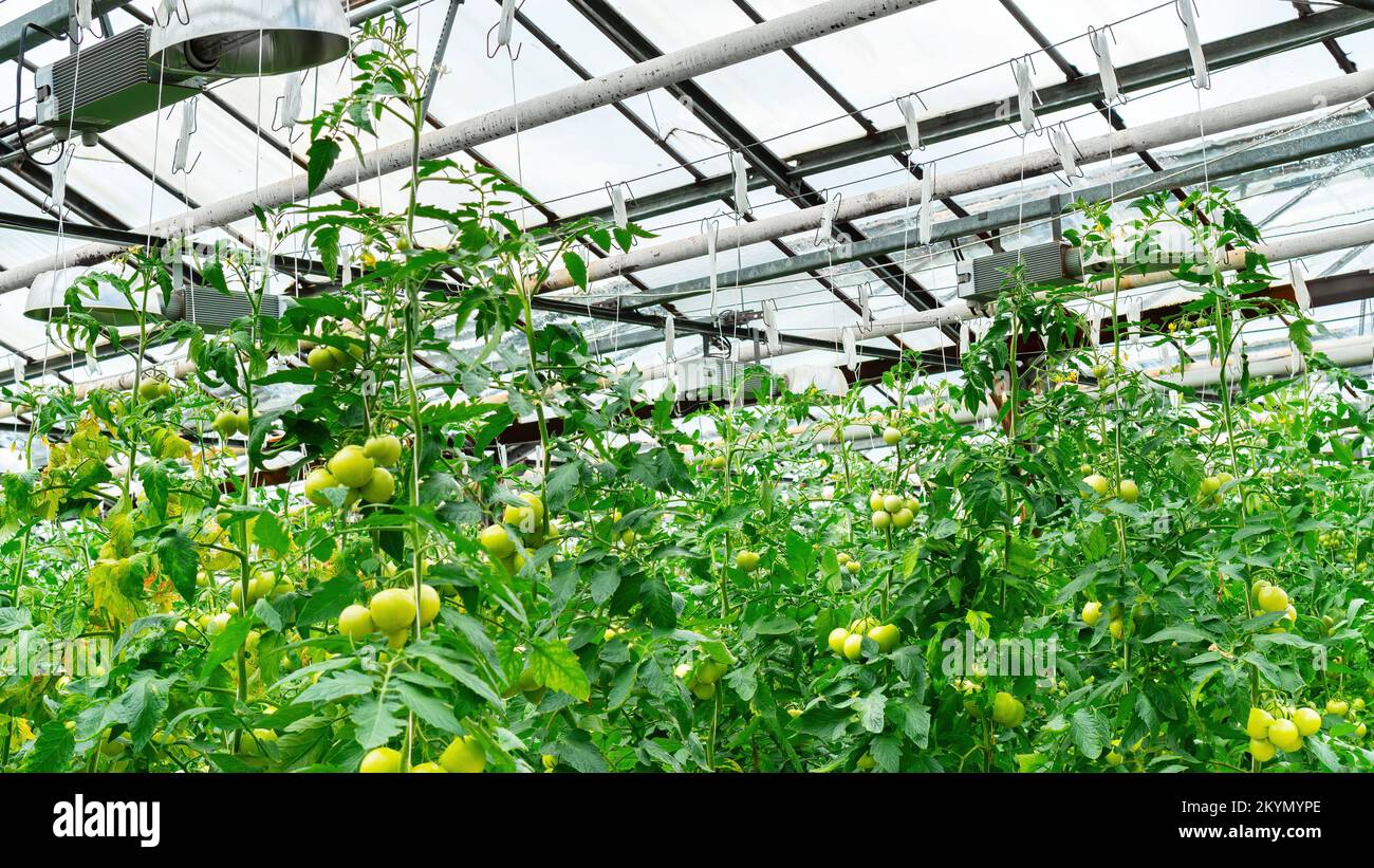 Tomatoes in a heated greenhouse. Growing non-GMO vegetables in an ...