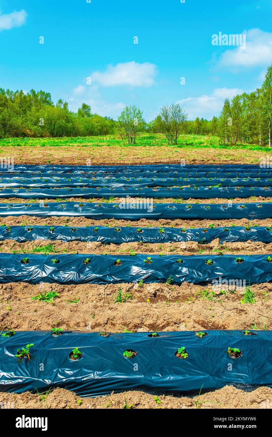 Rows of strawberry on ground covered by plastic mulch film in ...