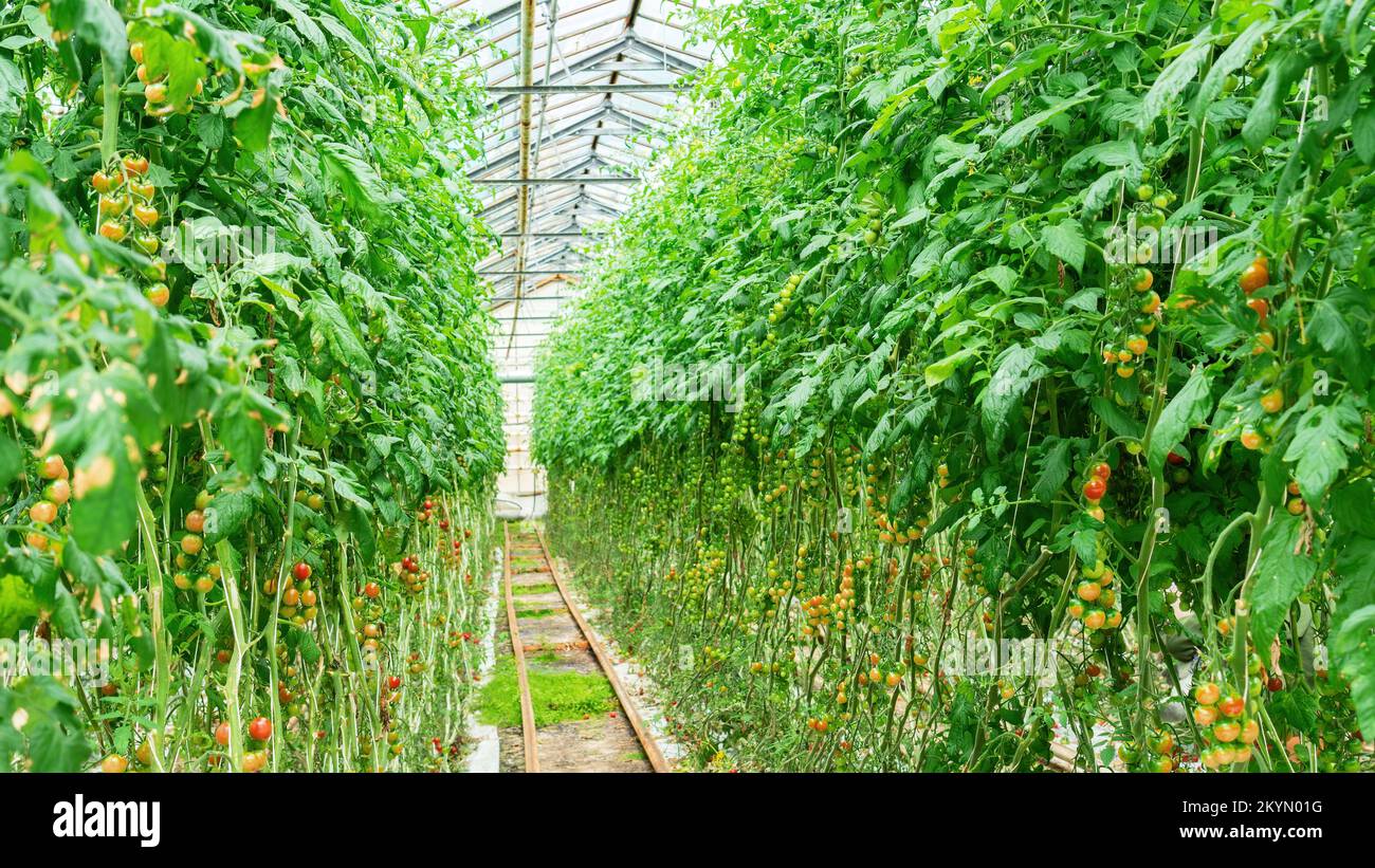 Ripe cherry tomato fruits hang on tall tomato plants. Growing tomatoes ...