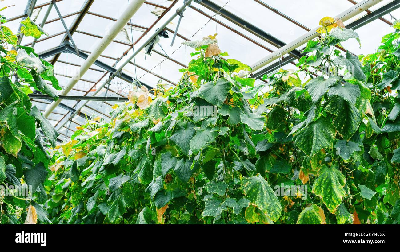 Growing cucumbers indoors in heated glass greenhouses. Huge cucumber ...