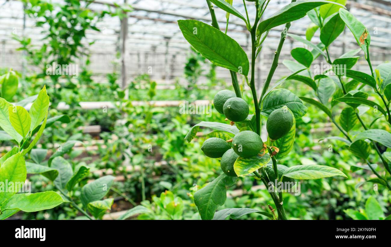 Green lemon fruits hang on the branches of a citrus tree close-up ...