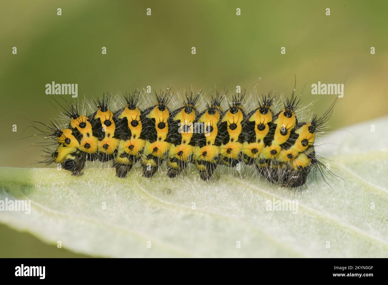 Natural closeup on a caterpillar of the small emperor moth, Saturnia ...