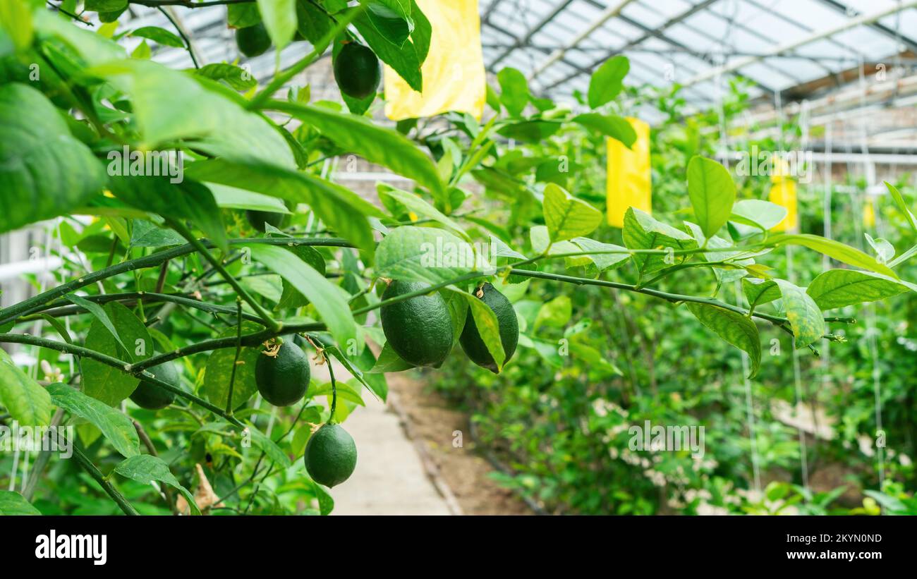 Green lemon fruits hang on tree branches in a greenhouse. Growing ...