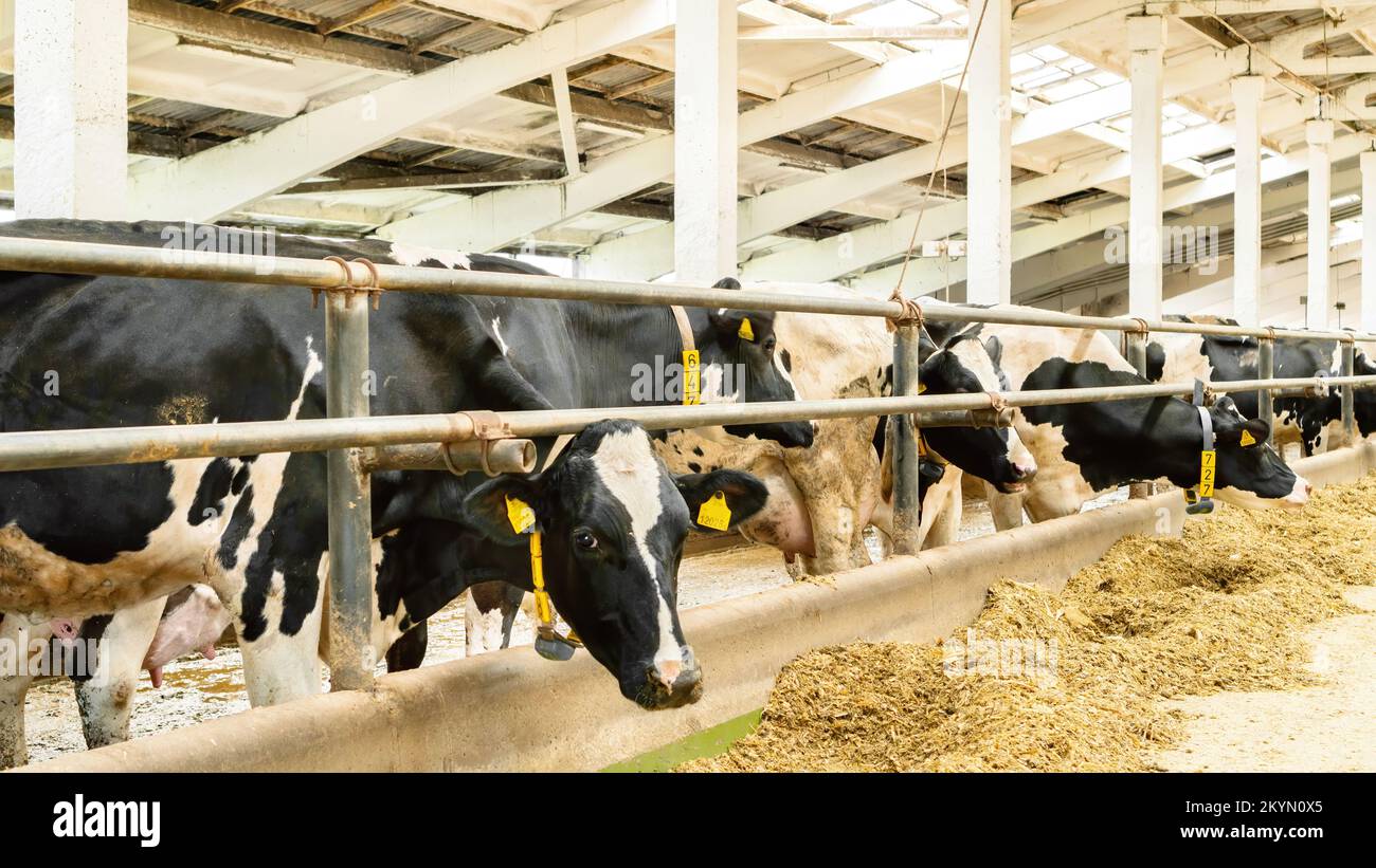 The maintenance of Holstein cows in the barn. Cows stand in a stall and ...