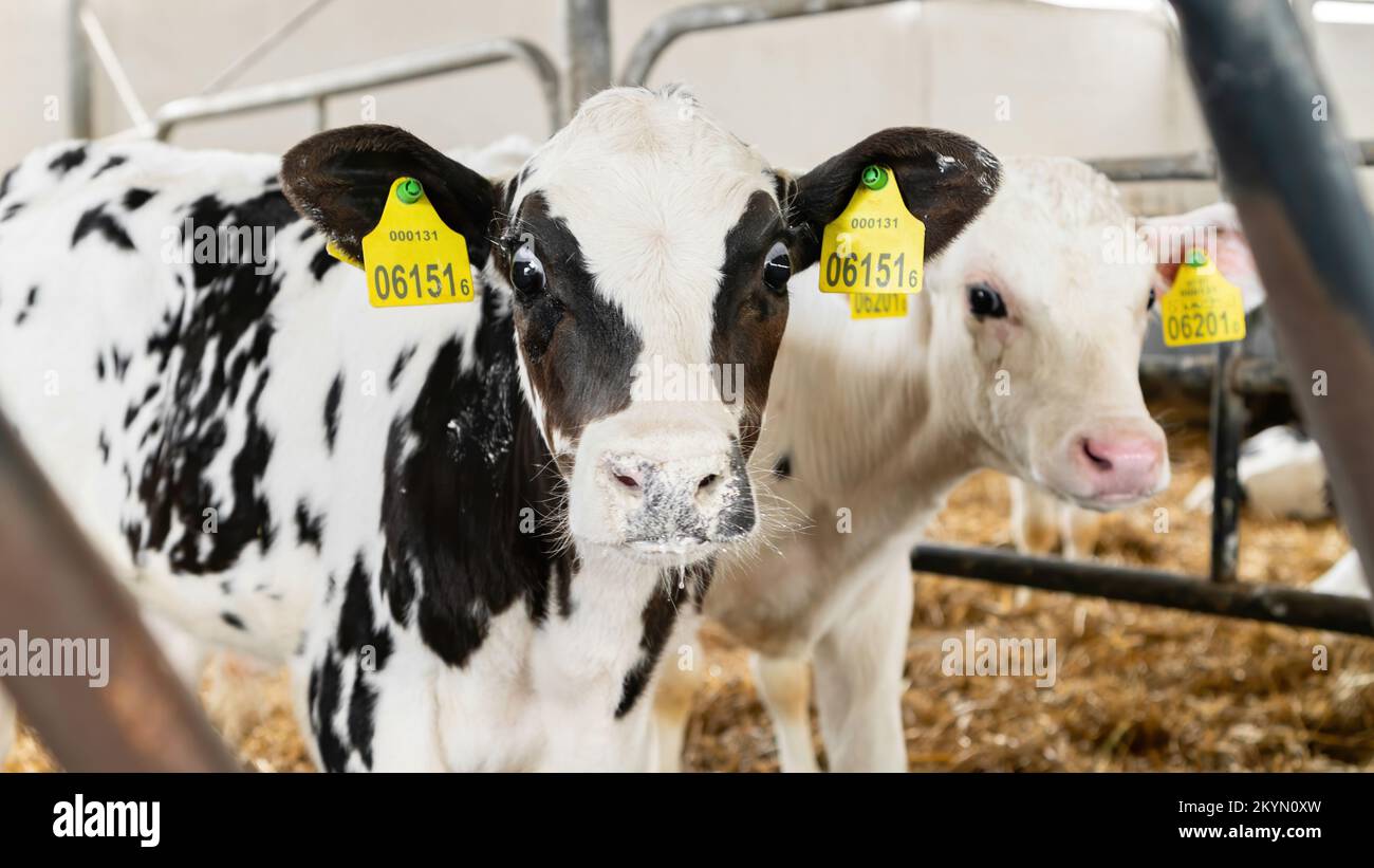 Newborn calf in a stall close-up on a dairy farm. Calf rearing on a ...