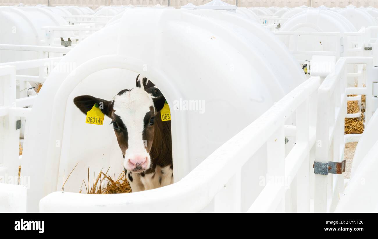 Calf houseing closeup. Use of plastic shelters for biosecurity of ...