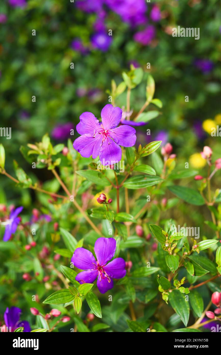 Pleroma urvilleanum flower growing in Da Lat in Vietnam Stock Photo - Alamy