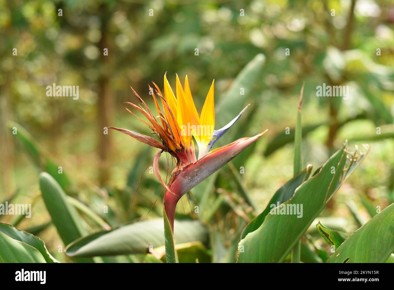 Crane flower isolated hi-res stock photography and images - Alamy