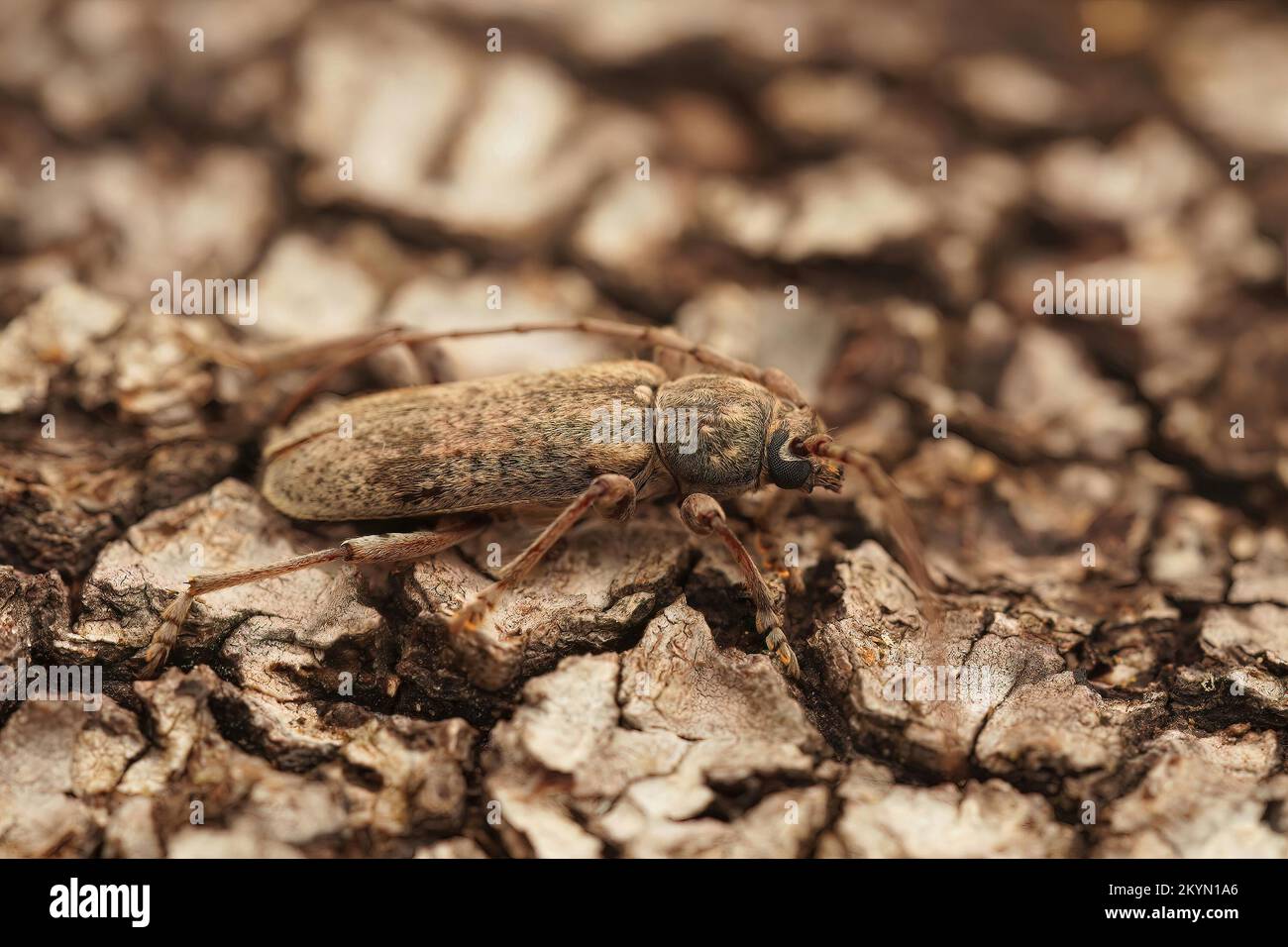 Trichoferus griseus hi-res stock photography and images - Alamy