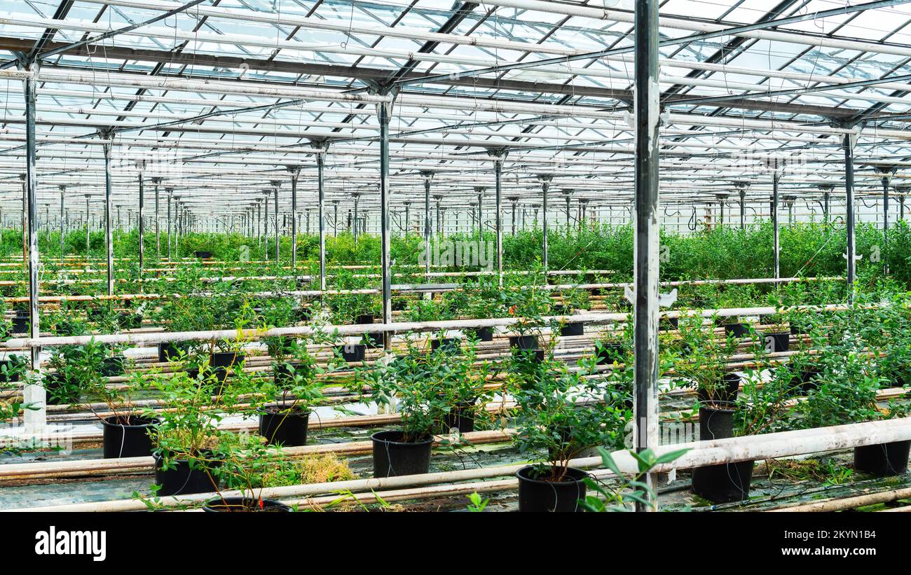 Cultivation of blueberries in agricultural greenhouses. Blueberry ...