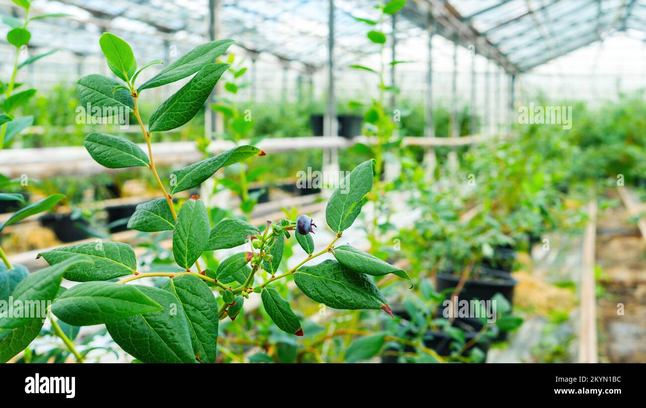 Cultivation of blueberries in agricultural greenhouses. Blueberry ...