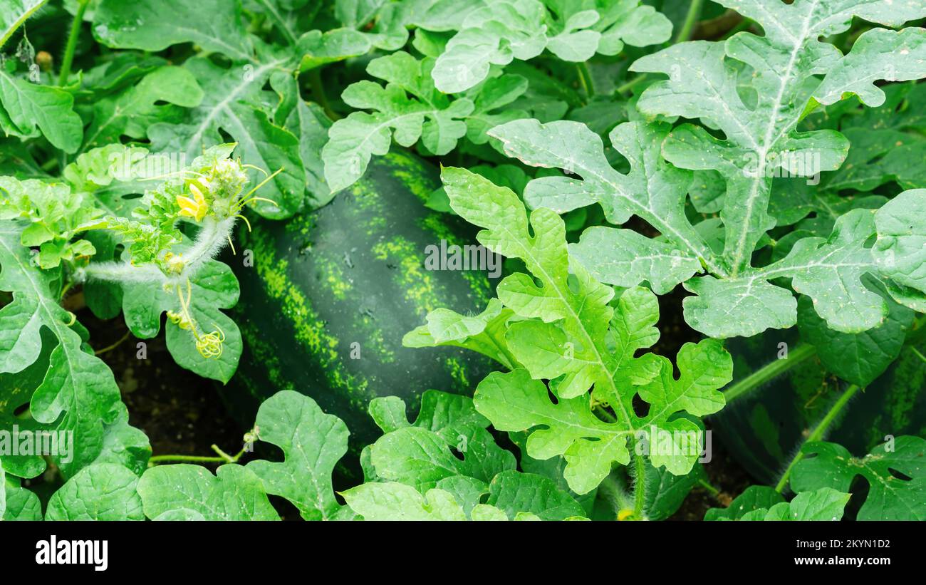 Growing dessert watermelons in greenhouses year-round in agricultural ...