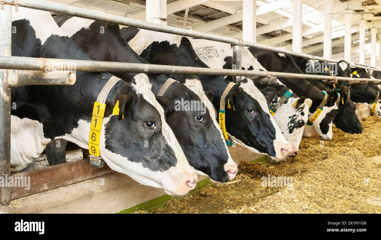 Cows eat silage, dry fodder and food additives for animal husbandry in ...