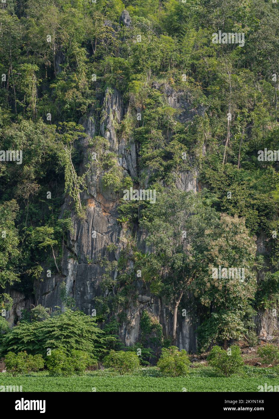 Lush tropical landscape detail of limestone rock formation among trees ...