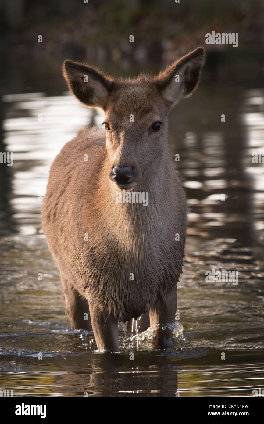 First dip in water for young red deer at ponds in Surrey Stock Photo ...