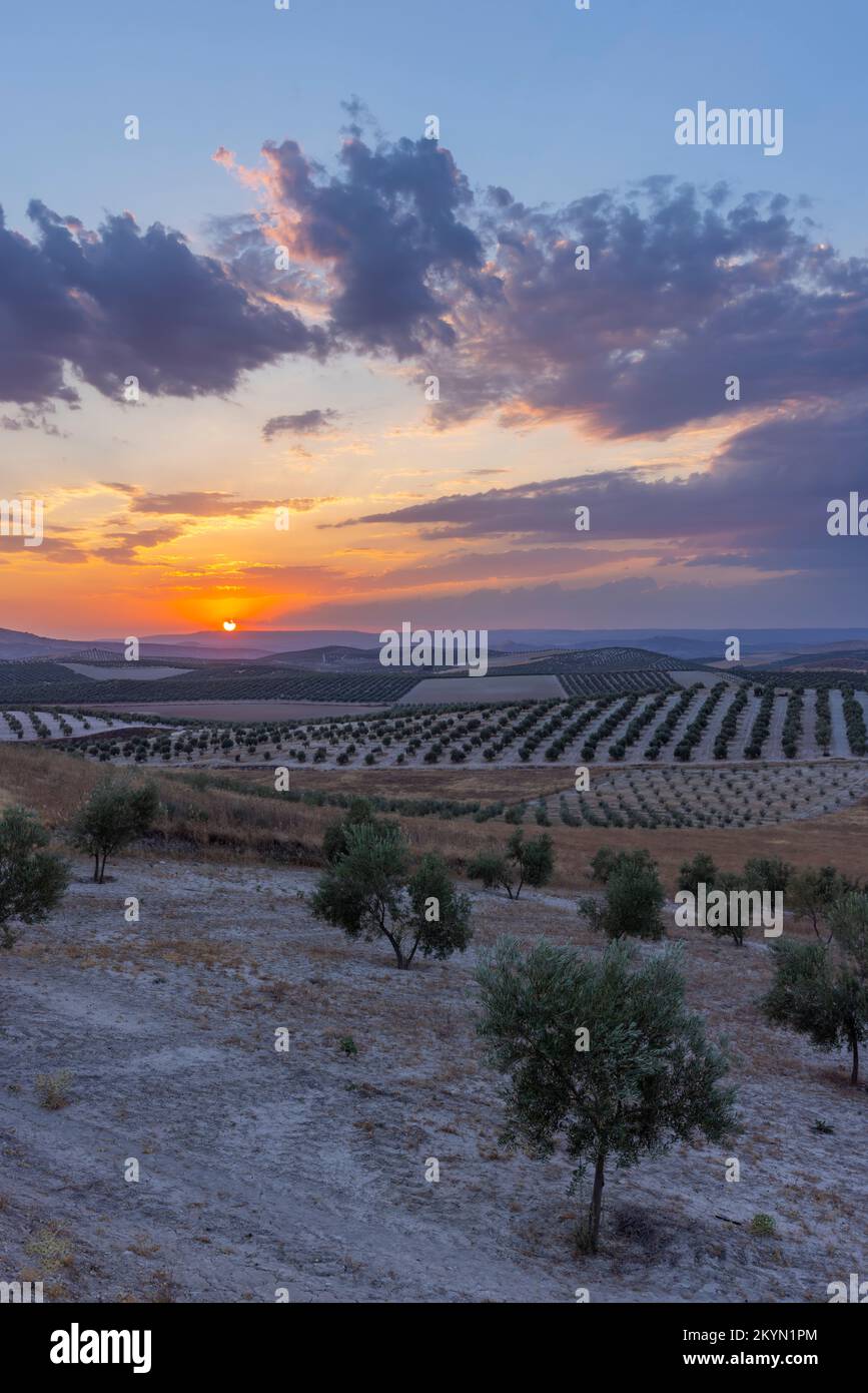 typical Andalusian landscape during sunset, Spain Stock Photo - Alamy