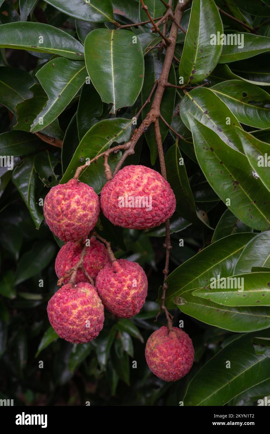 Lychee tree hi-res stock photography and images - Alamy