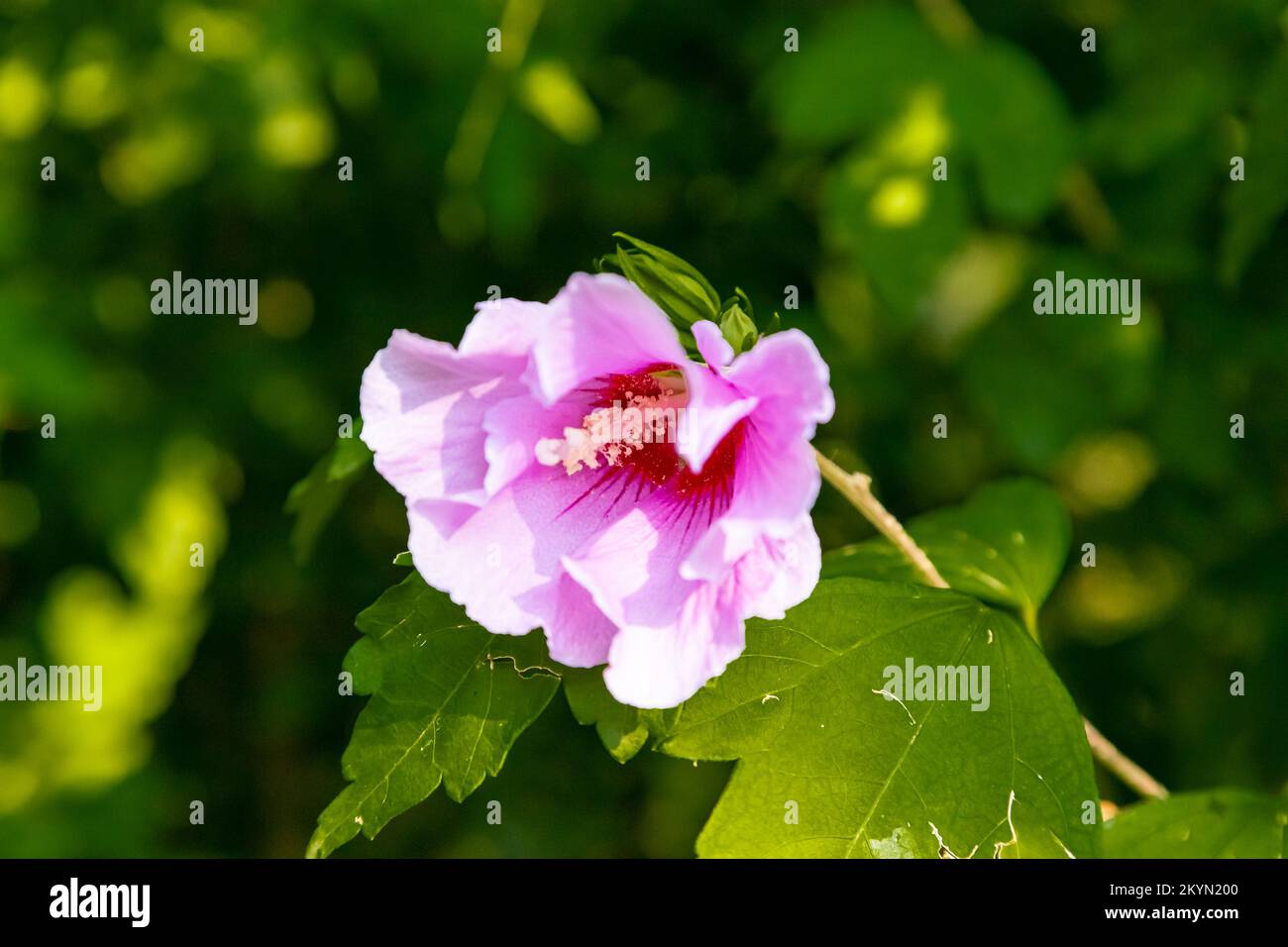 The color of Nature in Summer Stock Photo - Alamy