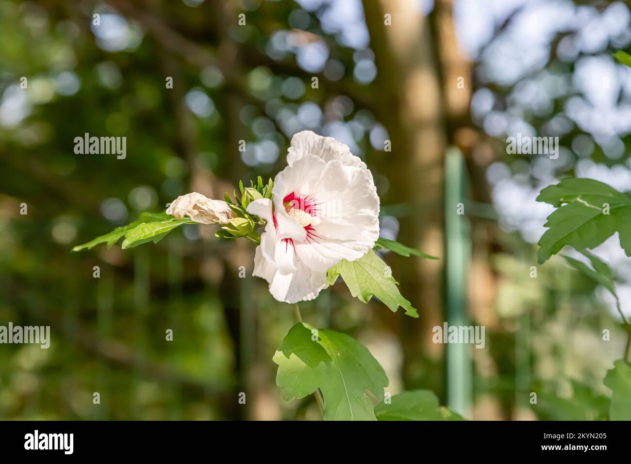 The color of Nature in Summer Stock Photo - Alamy