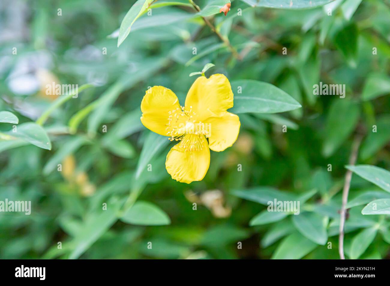The color of Nature in Summer Stock Photo - Alamy