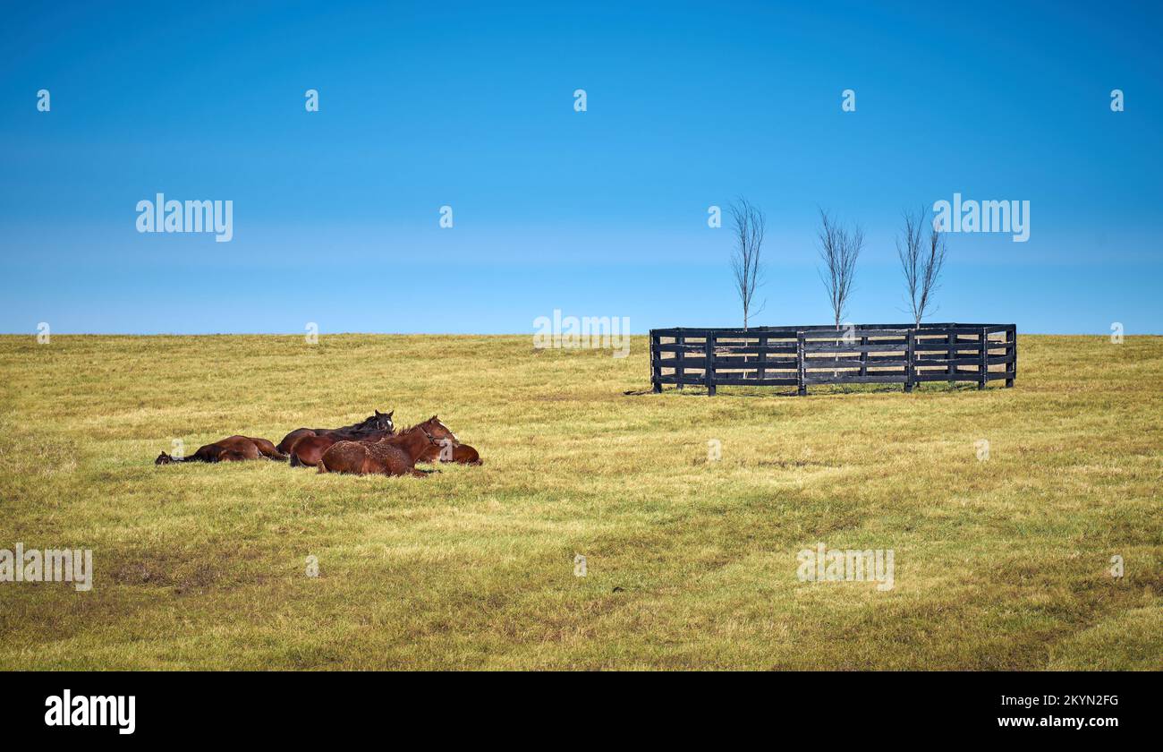 Thoroughbred horse farm hi-res stock photography and images - Alamy