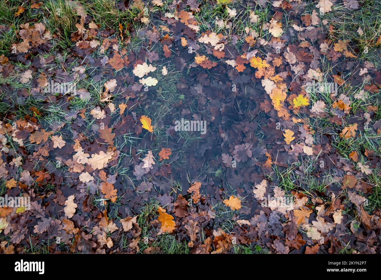 Fallen Oak tree leaves in a puddle of rain water, Worcestershire ...