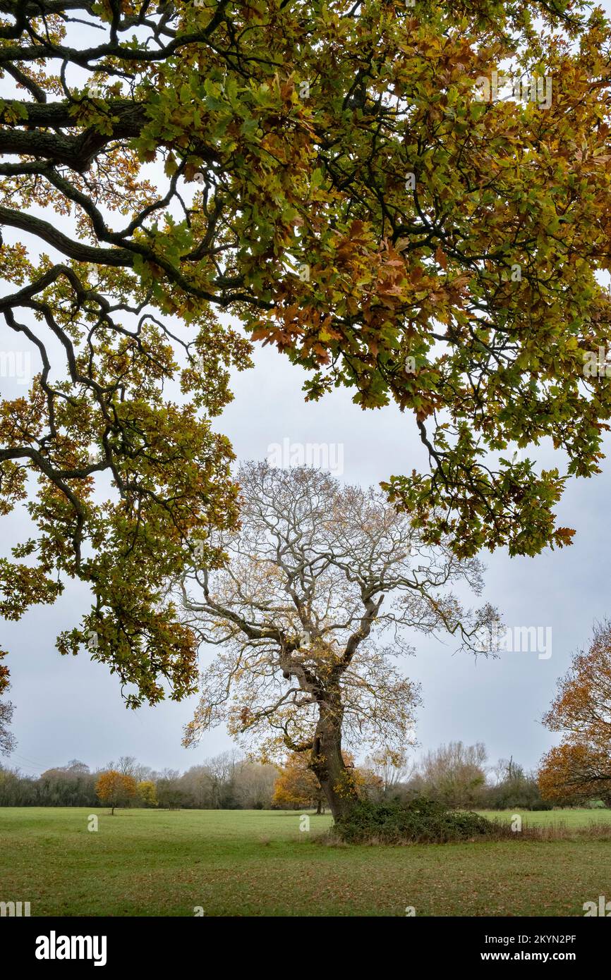 Giant Oak trees in full autumn colour, Worcestershire, England Stock ...