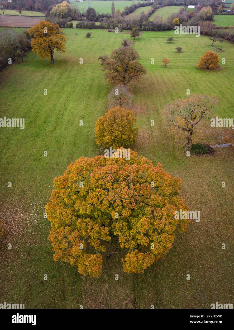 An aerial view of golden and yellow leaved trees in full autumn colour ...