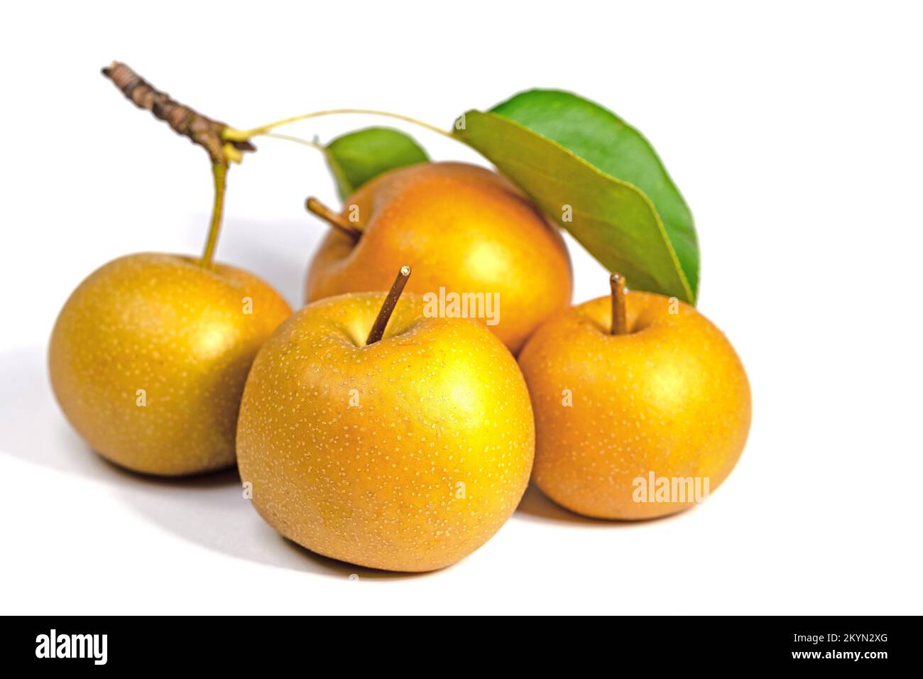 Nashi pears,Pyrus pyrifolia, isolated against white background Stock ...