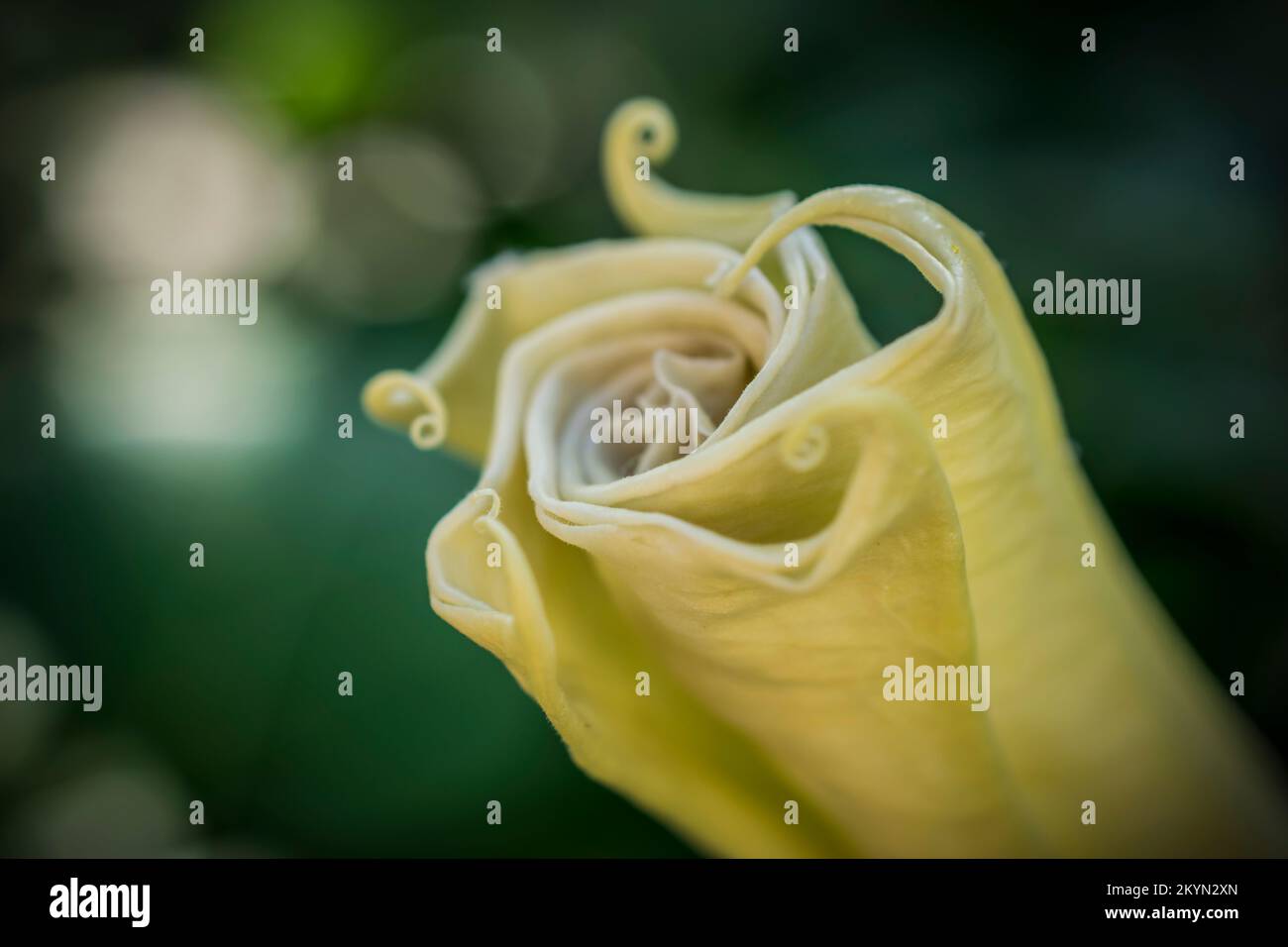 Yellow angels hi-res stock photography and images - Alamy