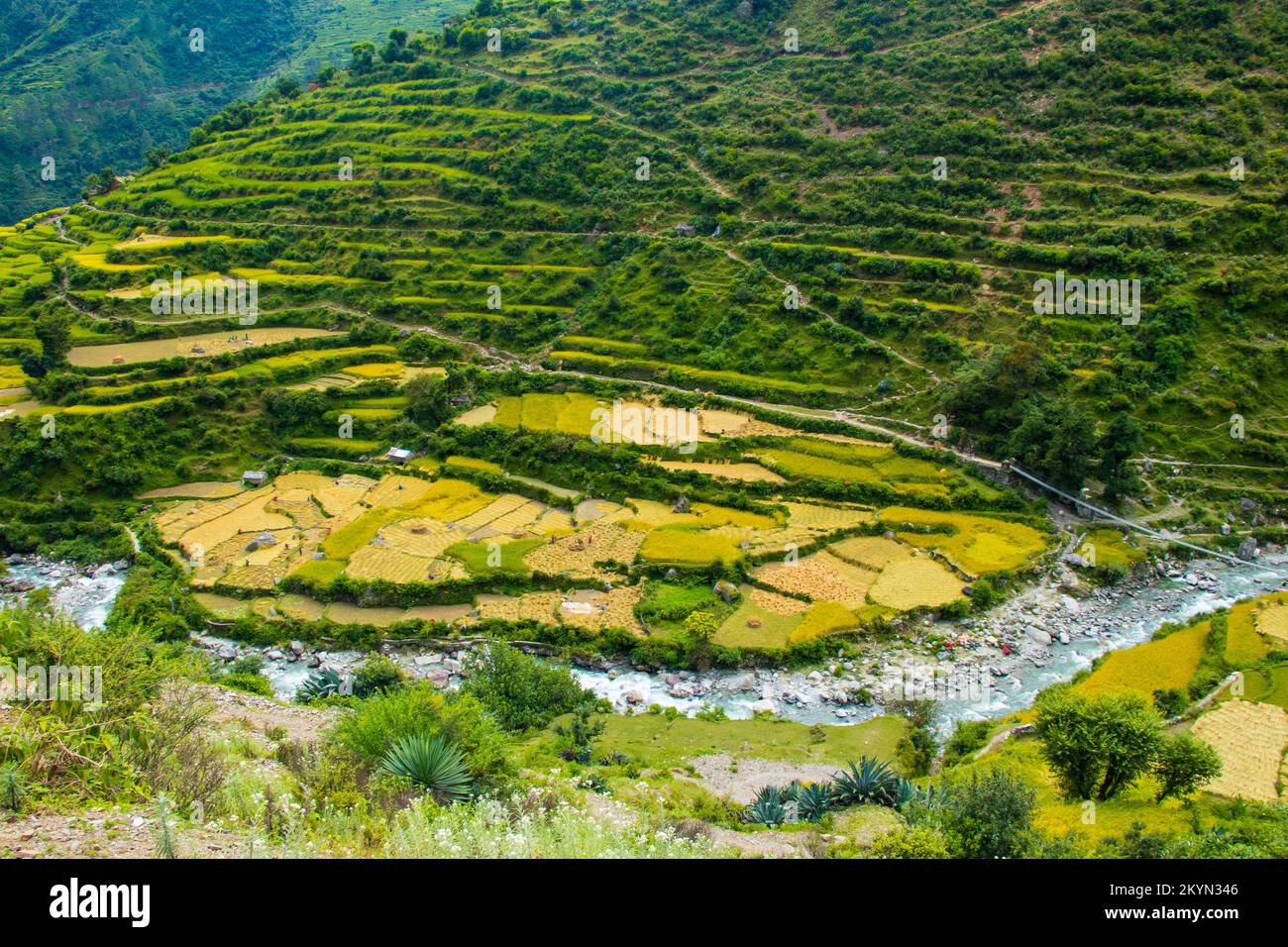Rice Paddy Fields of Himalaya Nepal with Green Hill and Mountain Stock ...