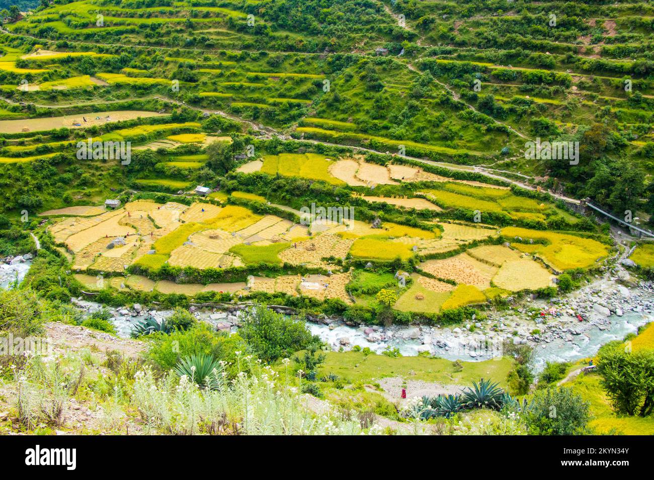 Rice Paddy Fields of Himalaya Nepal with Green Hill and Mountain Stock ...