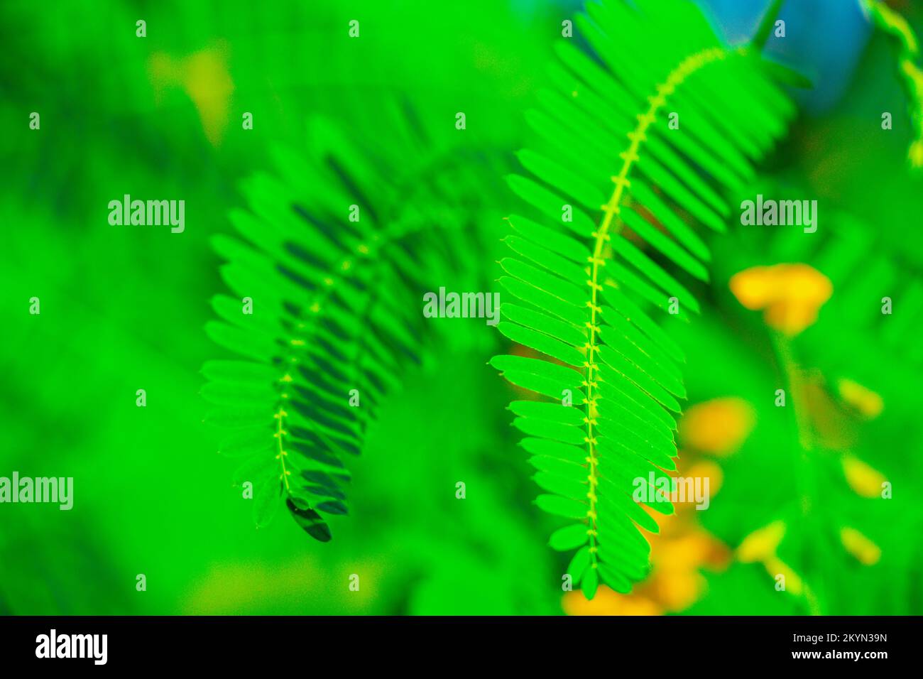 Green Fern Plant Beautiful flowering decorative plant Stock Photo - Alamy