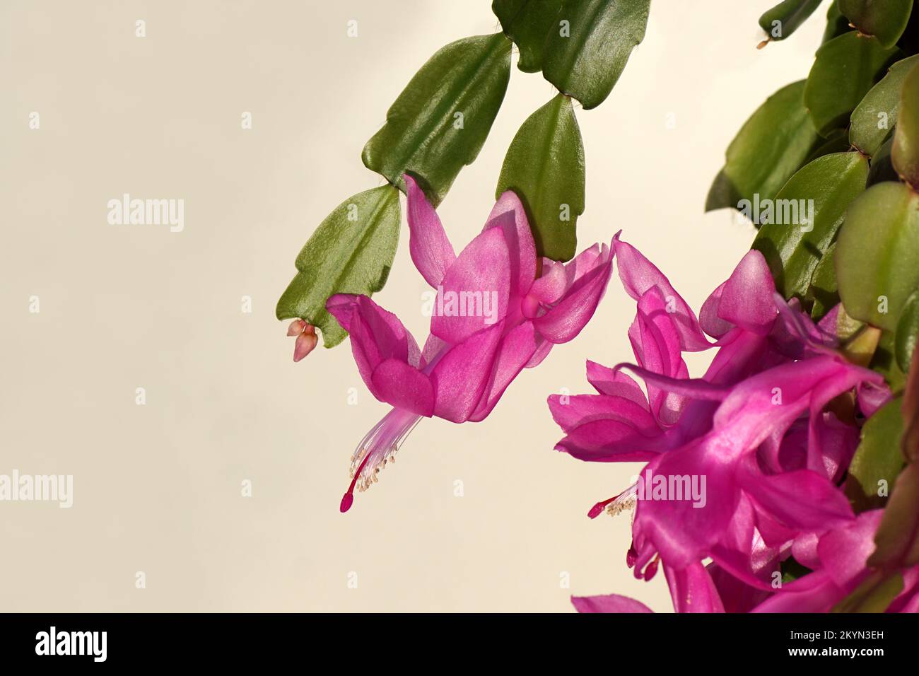 Closeup of the pink flowering false Christmas cactus, Schlumbergera ...