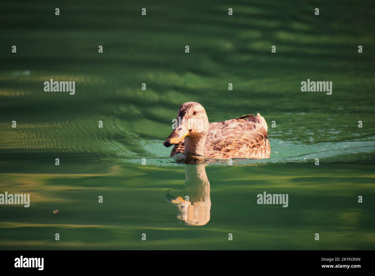 When God created animals he said:" go and teach man to live! Stock ...