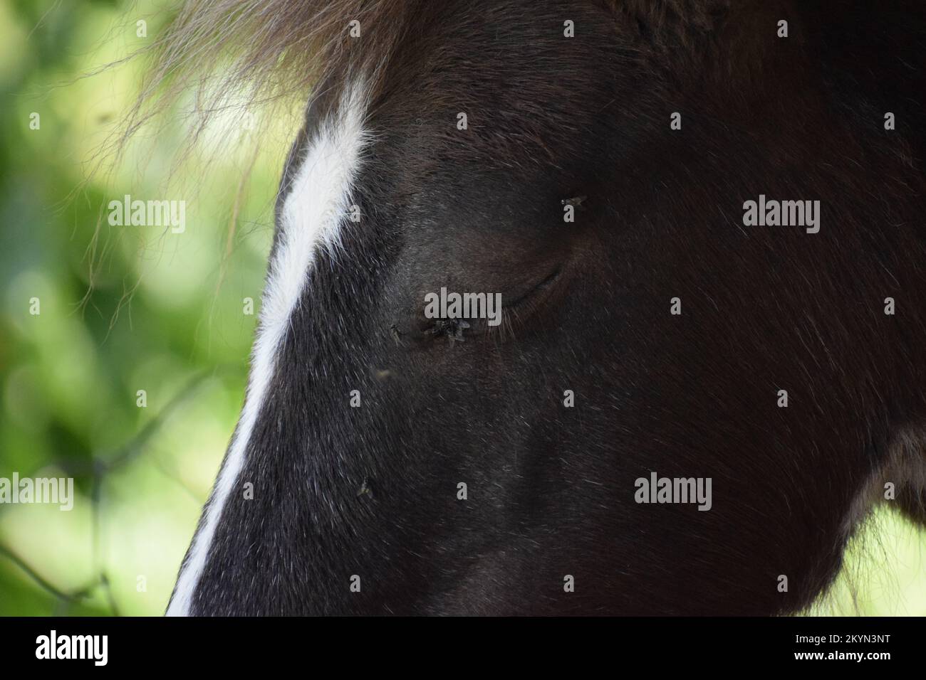 When God created animals he said:" go and teach man to live! Stock ...