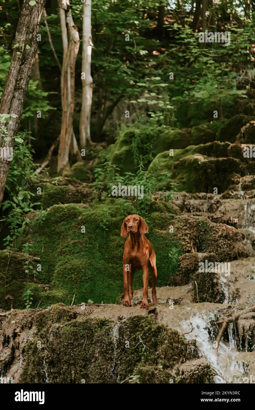 Hungarian Vizsla Dog Standing by Wild Waterfall Stock Photo - Alamy