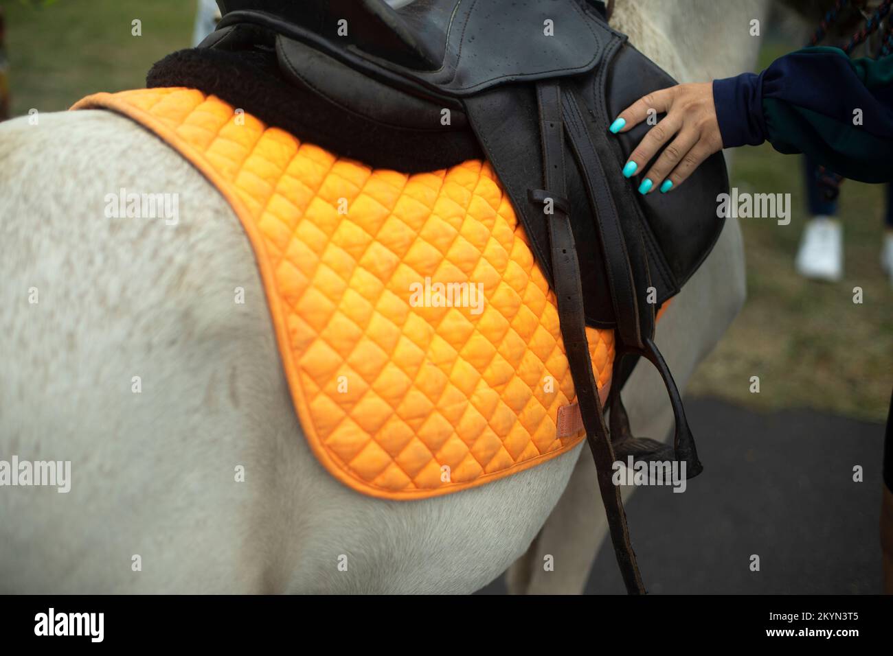 Saddle at horse. White color of animal Stock Photo - Alamy