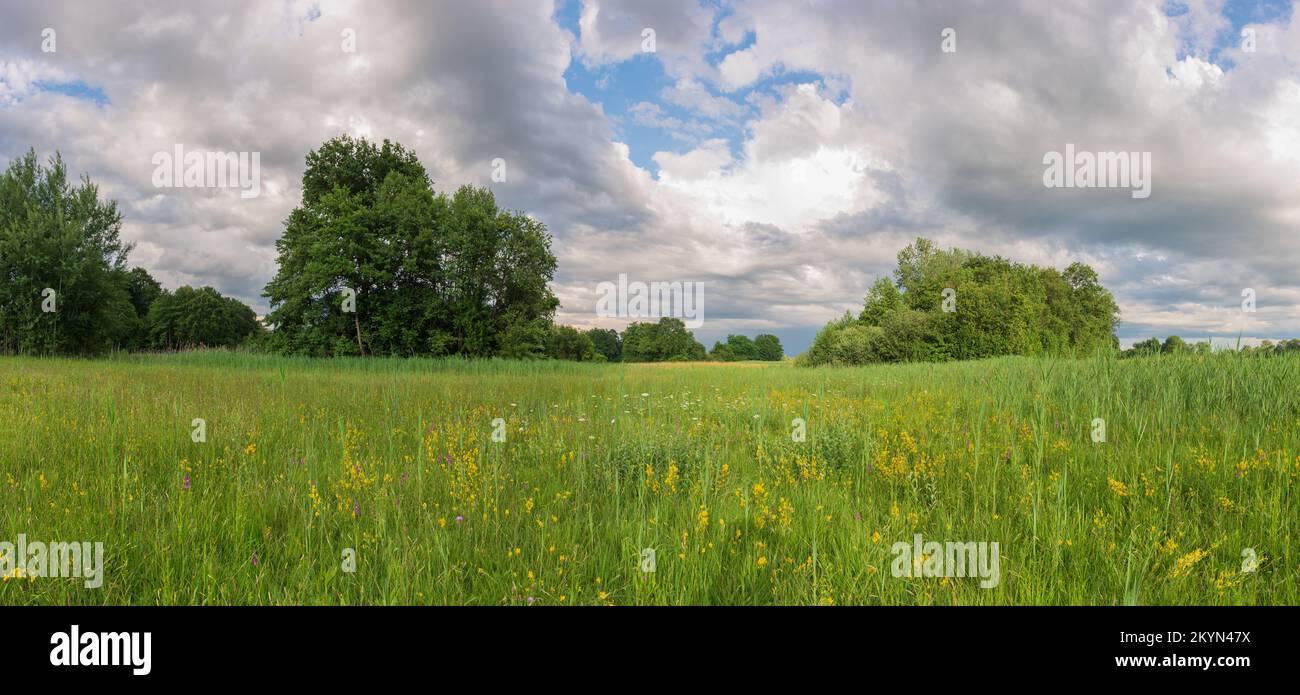 Green natural nature vegetation hi-res stock photography and images - Alamy
