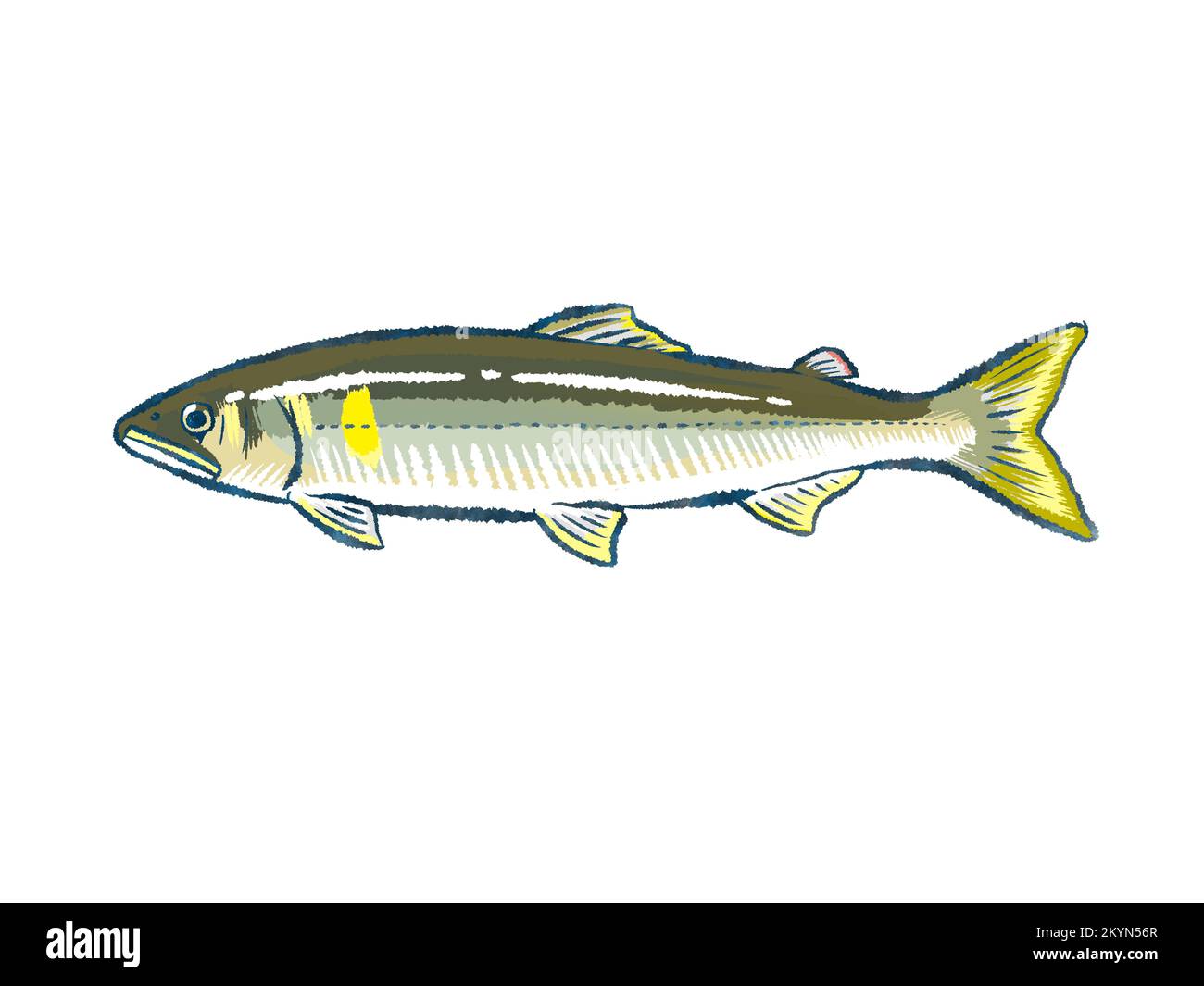 ayu , Japanese sweetfish Stock Photo - Alamy