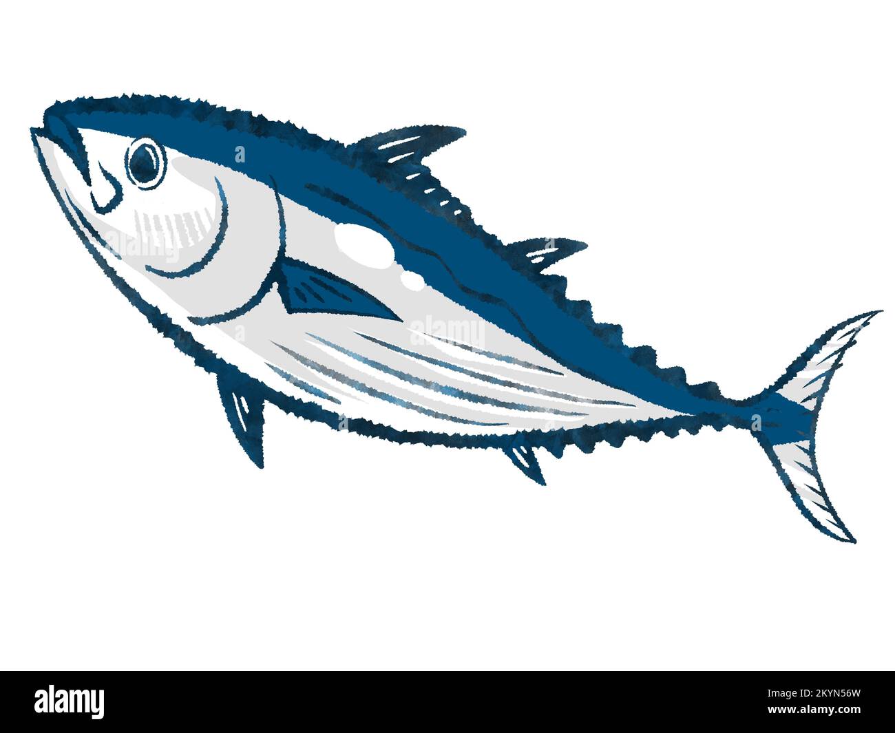 bonito, katsuo, skipjack tuna Stock Photo - Alamy