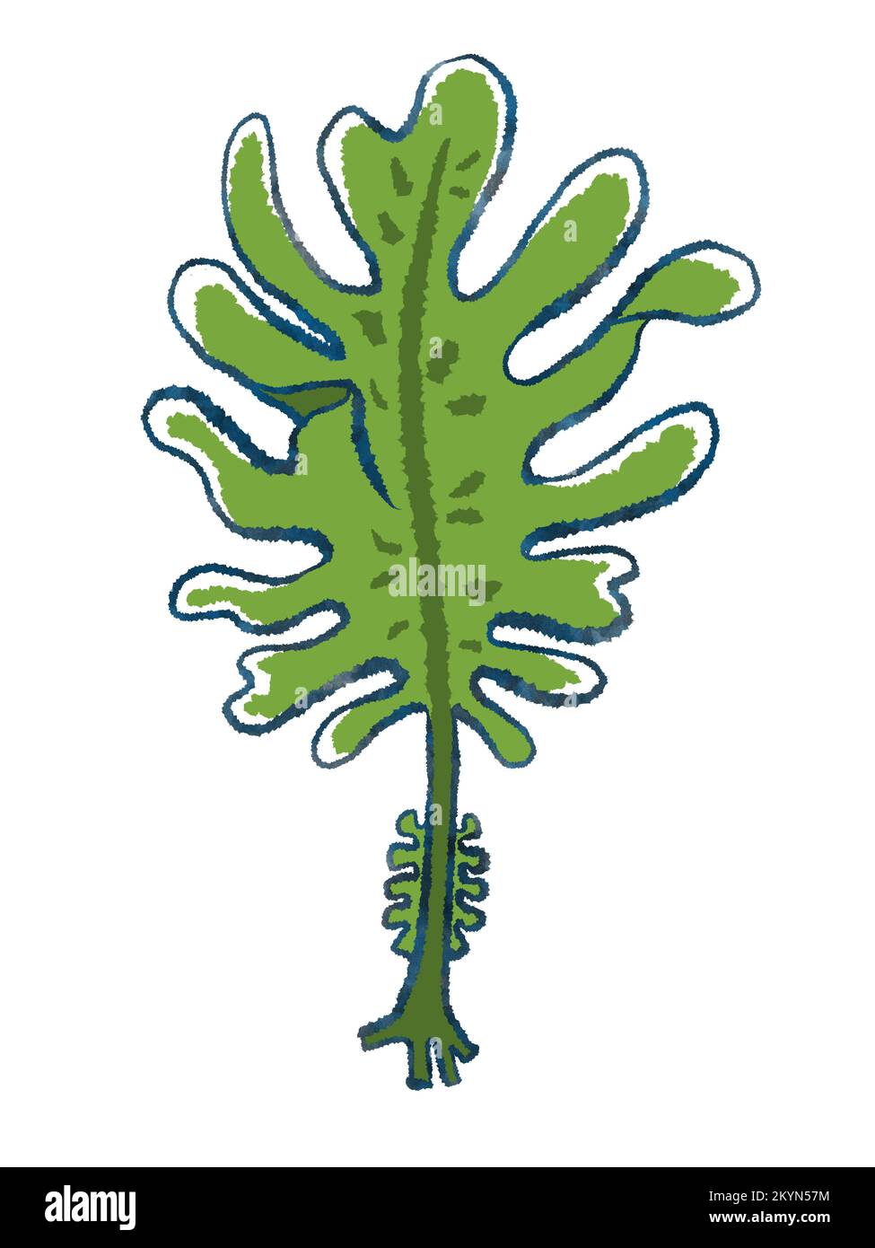 wakame, Japanese edible seaweed isolated on white background Stock ...