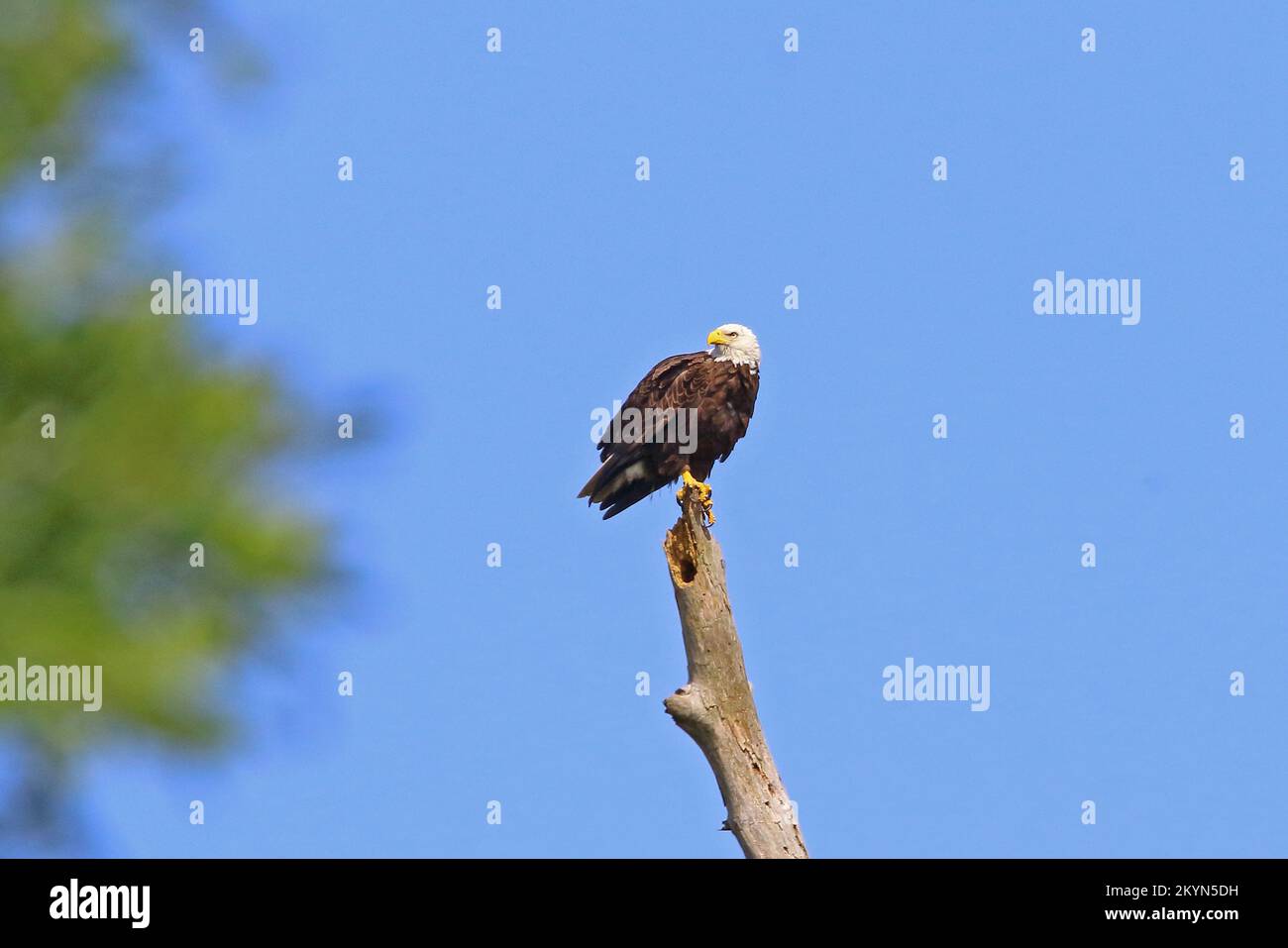 Bald eagle perched on a dead tree Stock Photo - Alamy