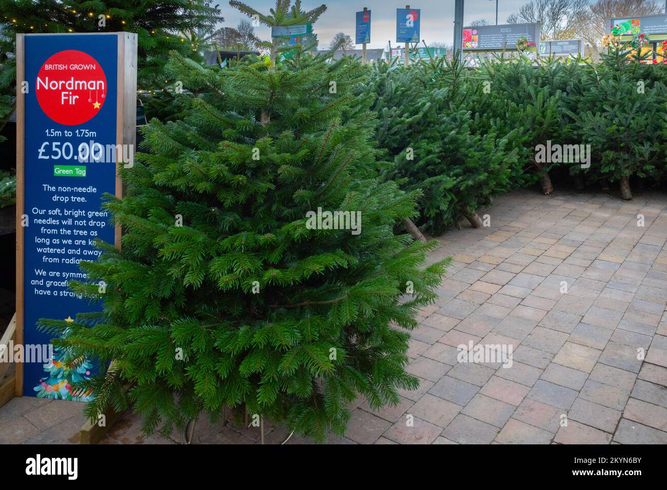 British grown Nordmann fir trees for sale at Christmas the advantage of ...