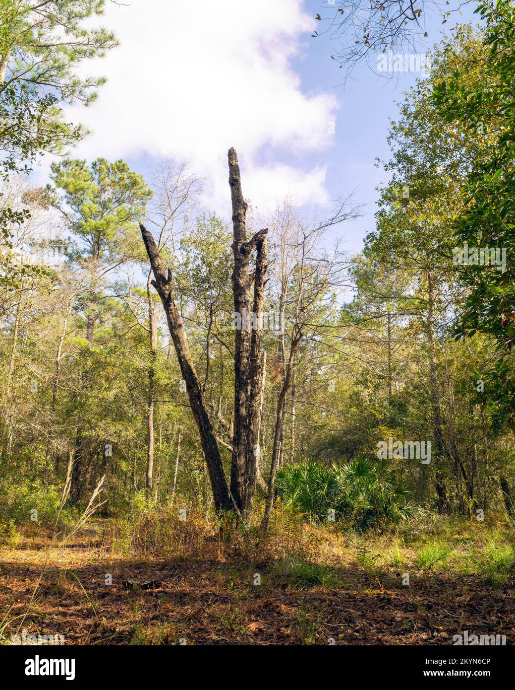 Dead tree in hay hi-res stock photography and images - Alamy