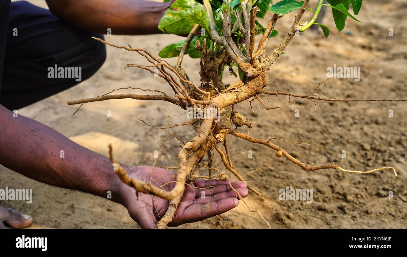 Holding hand Withania somnifera plant known as Ashwagandha. Fruit Berry ...