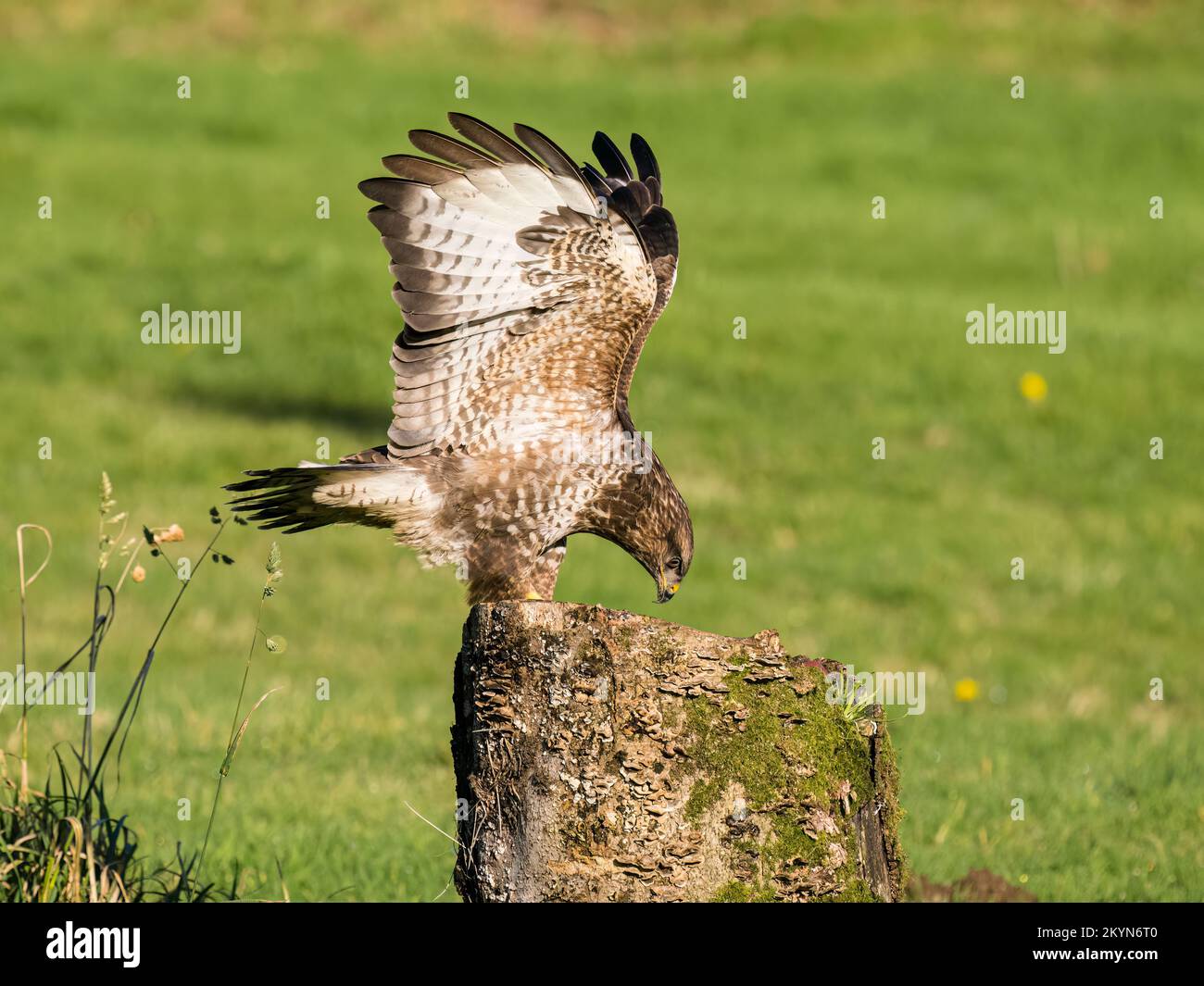 Common buzzard in mid Wales on a sunny day in autumn Stock Photo - Alamy